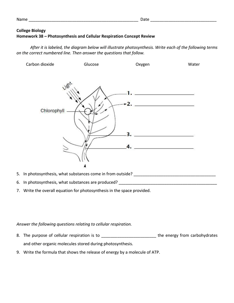 Worksheet Photosynthesis Diagrams Worksheet Answers Worksheet Fun