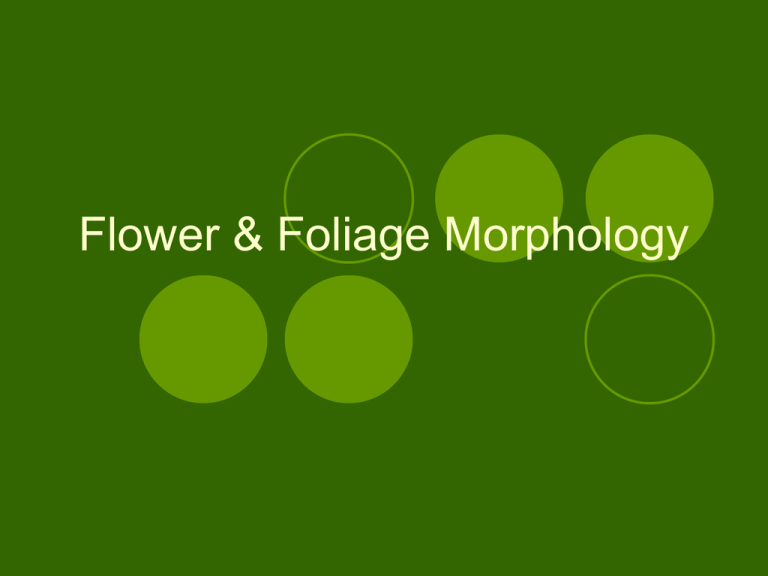 Flower Parts