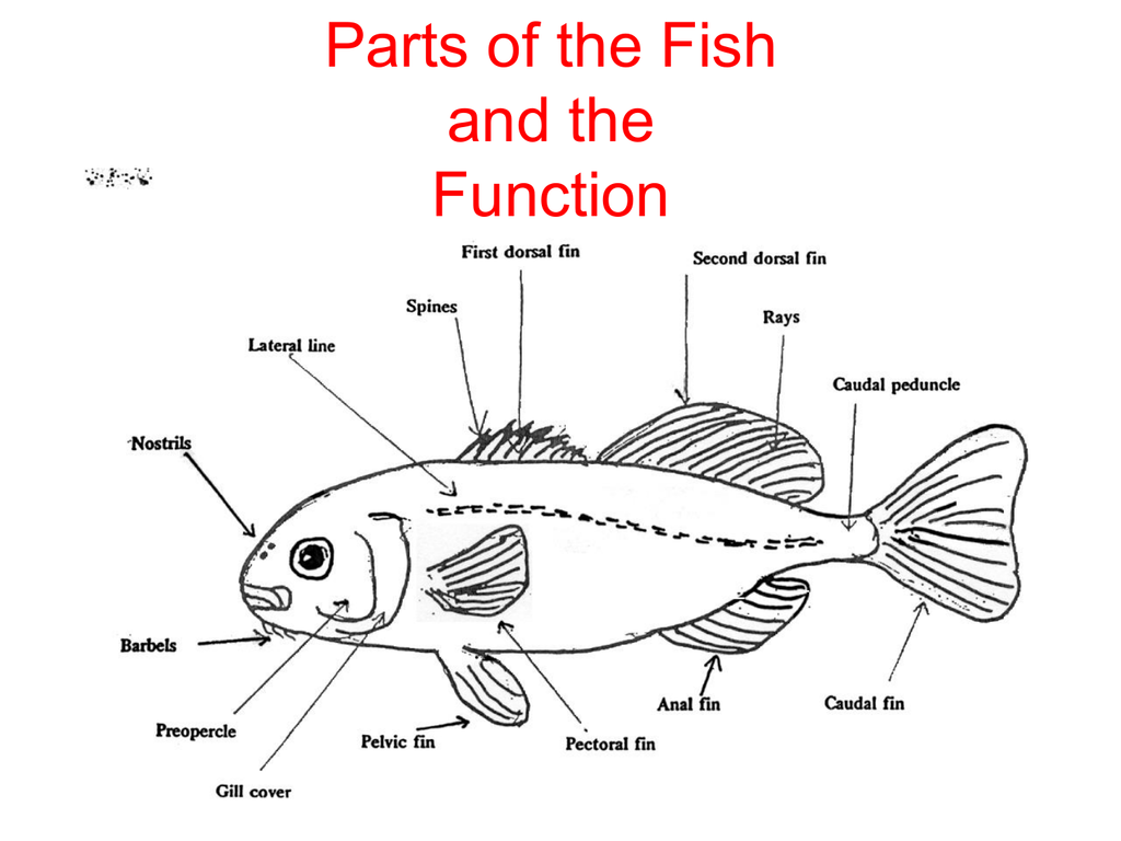 Parts Of Fish Function