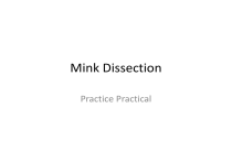 Mink Dissection Practice Practical: Muscle Identification