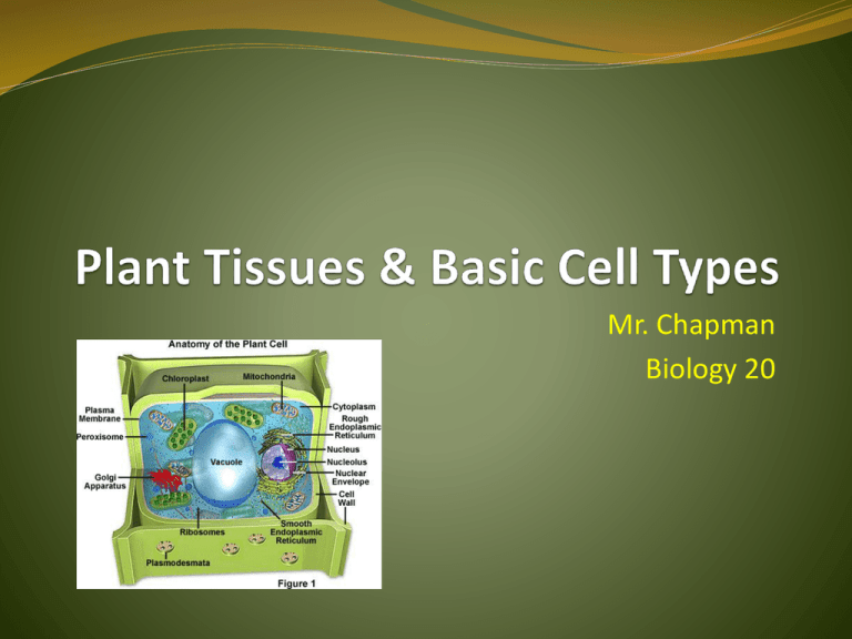 Plant Tissues Basic Cell Types