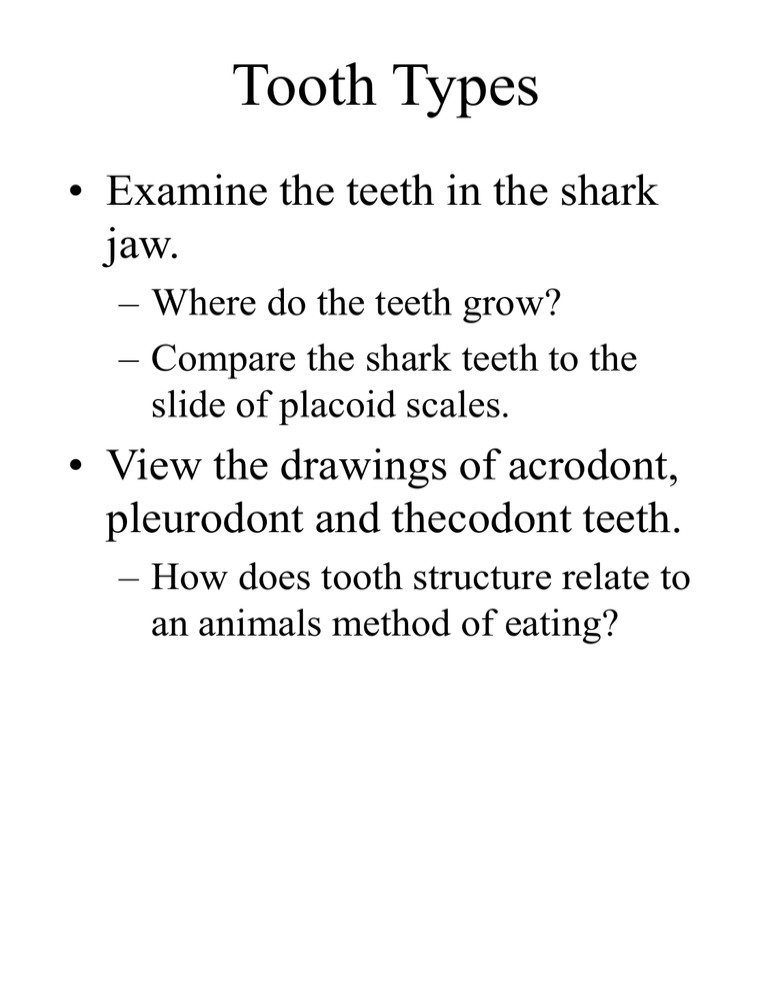 Comparative Anatomy Lab