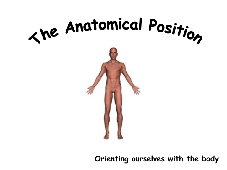 Anatomical Position Anatomical Position