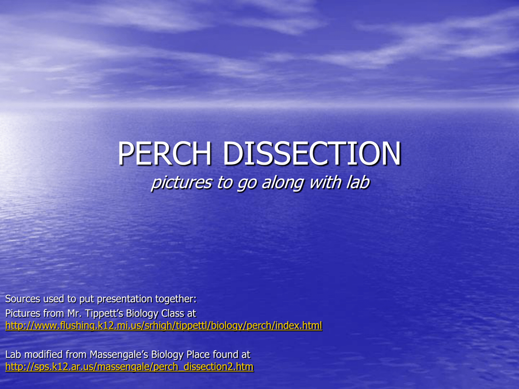 PERCH DISSECTION Pictures To Go Along With Lab PERCH DISSECTION Pictures To Go Along With Lab