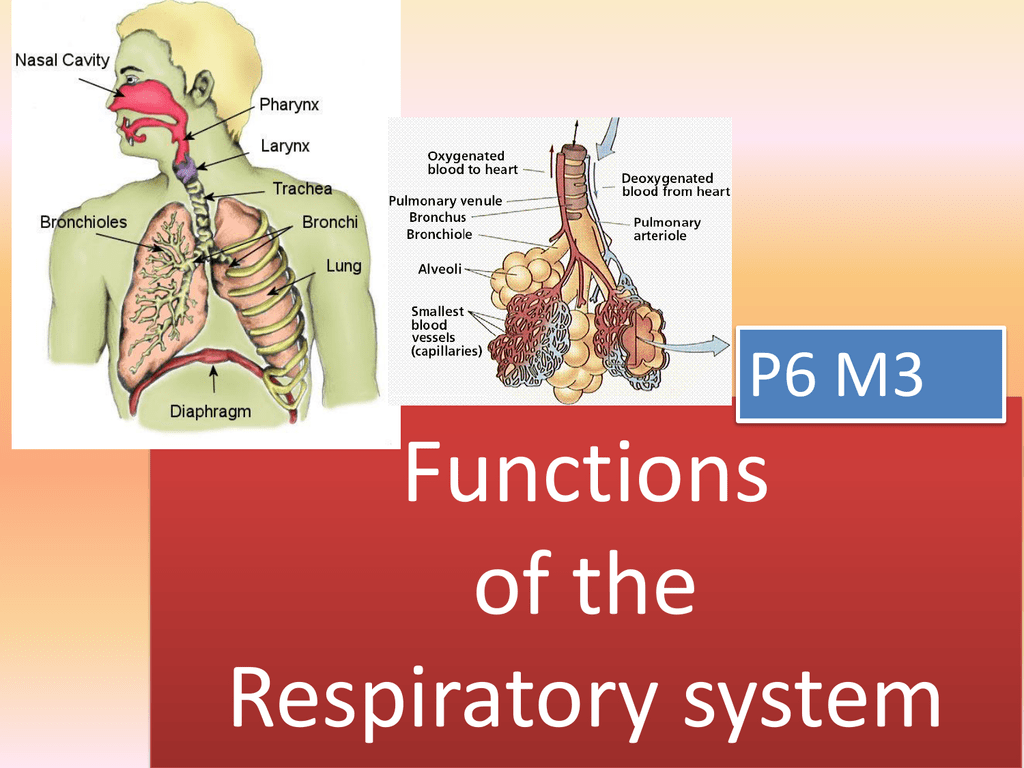 Functions Of The Respiratory System