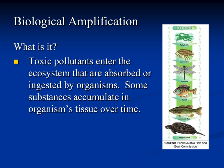 Biological Amplification Biological Amplification