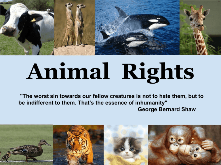 Animal Rights Animal Rights