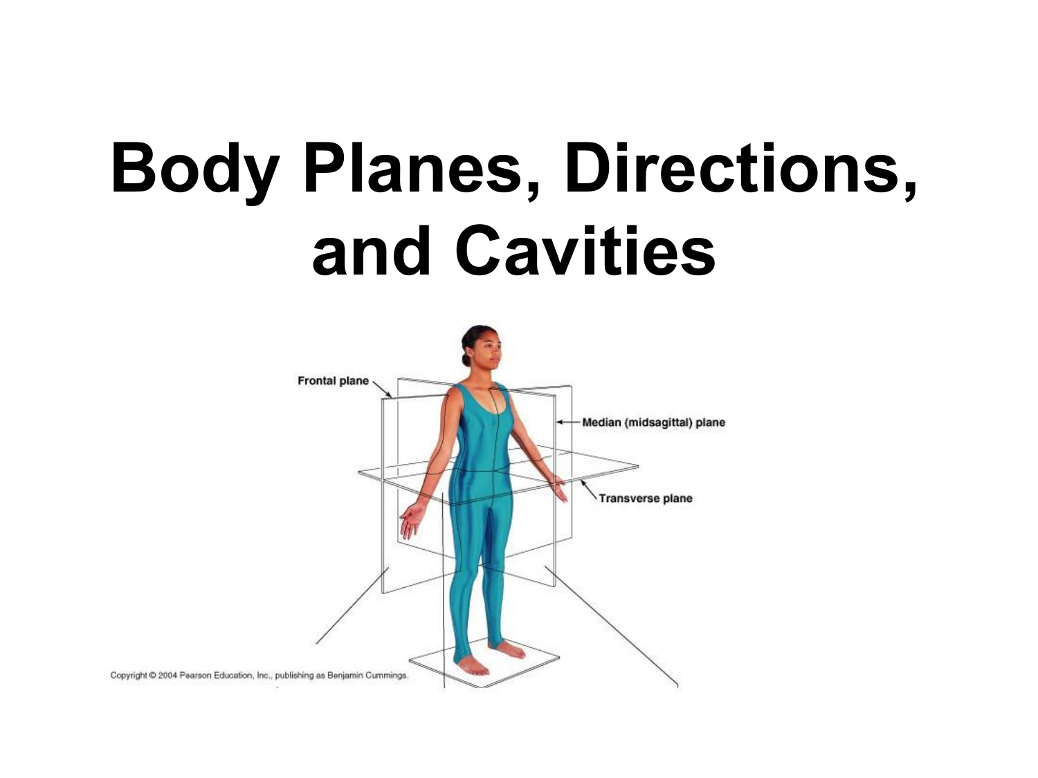 Anatomical Body Planes And Directional Terms Body Anatomical Body Planes And Directional Terms Body