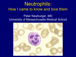 How to Figure the Absolute Neutrophil Count