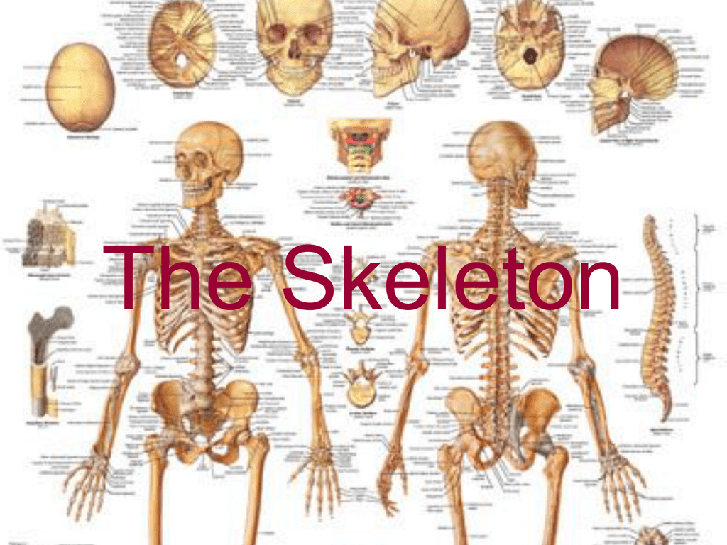 Axial Skeleton Axial Skeleton