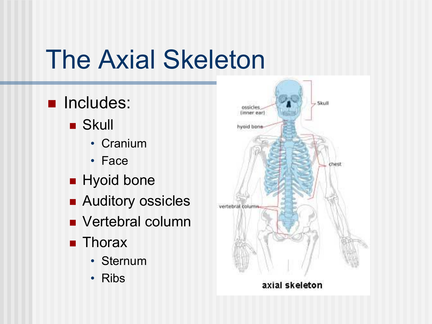 Parts Of The Axial Skeleton