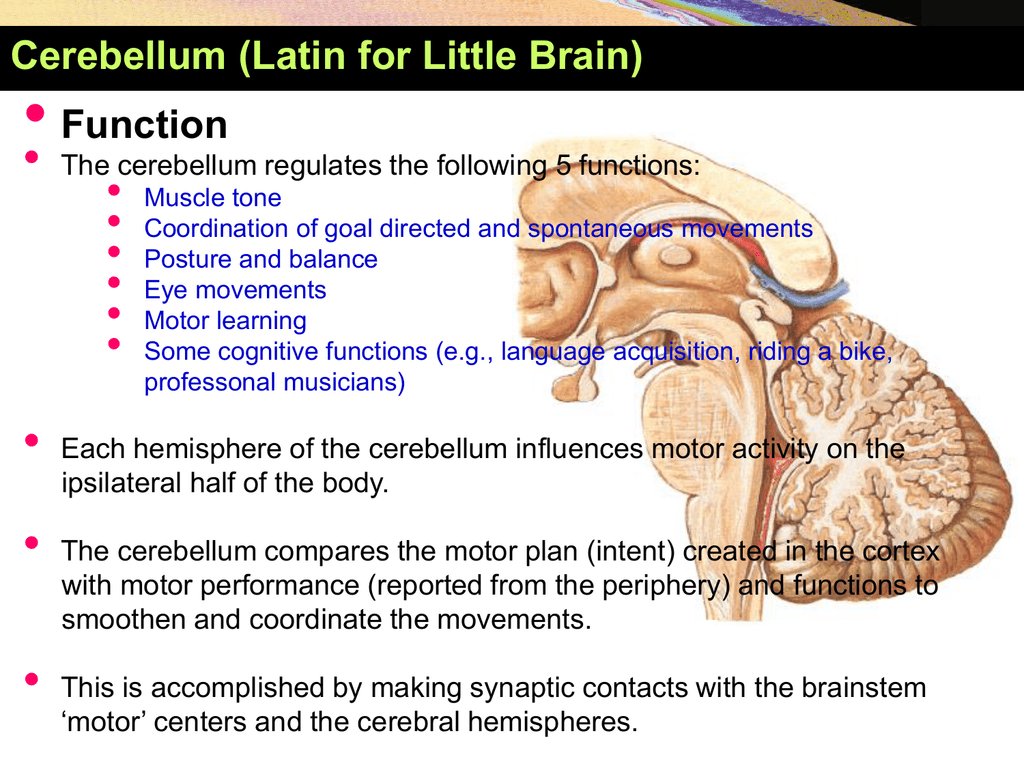 Cerebellum YAYDAR 2013 2014
