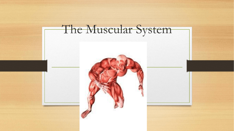 The Muscular System