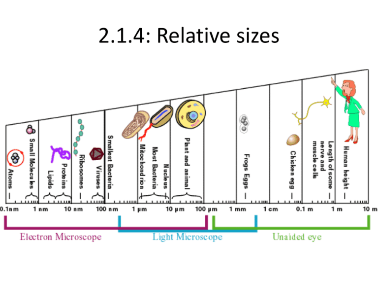 2 1 4 Relative Sizes 2 1 4 Relative Sizes