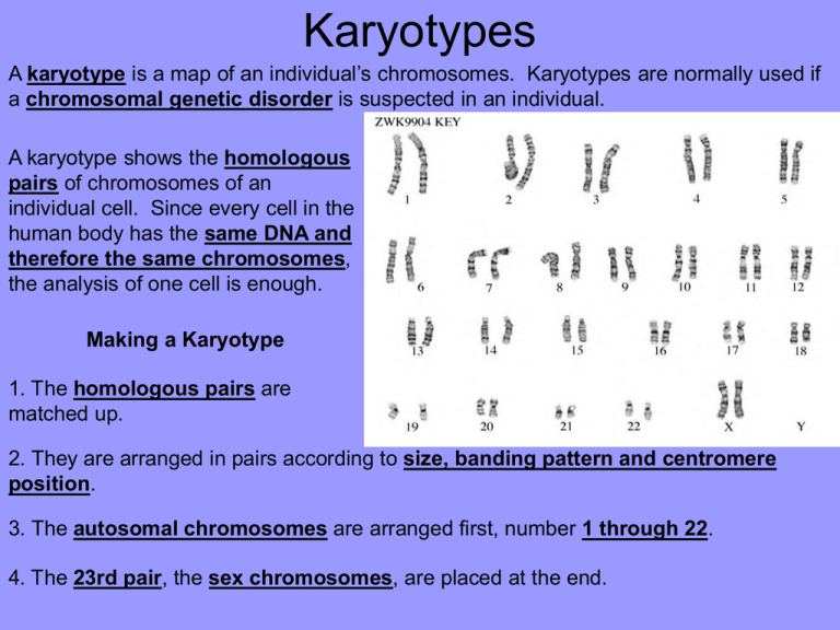Karyotypes Karyotypes