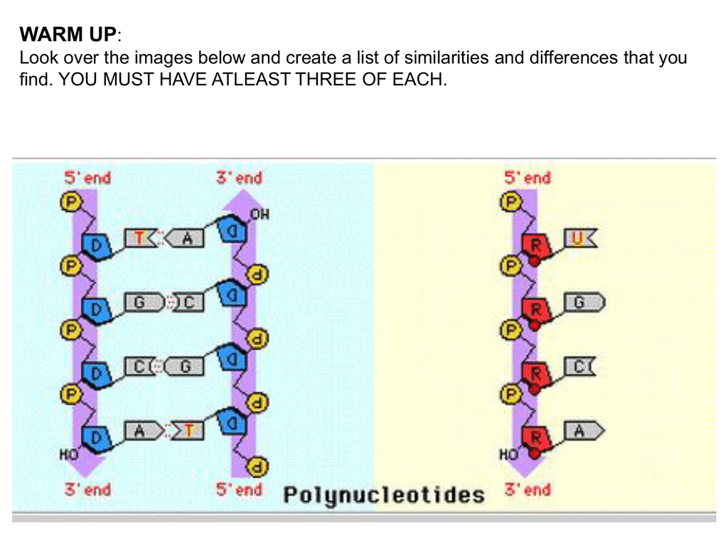 Dna And Rna