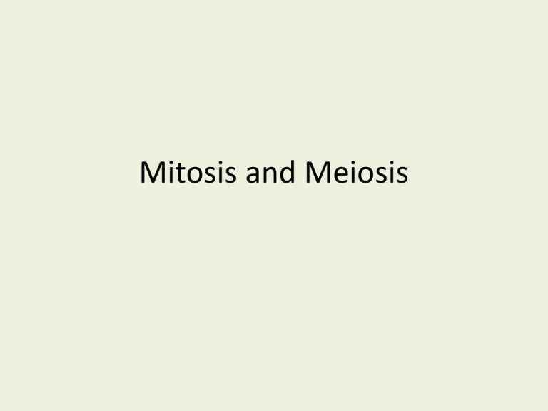 Mitosis and Meiosis Notes