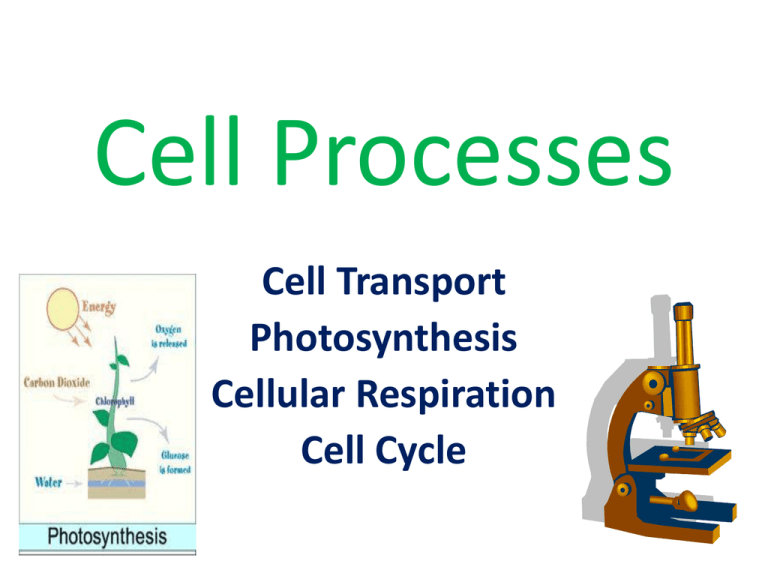 Cell Processes Madison County Schools
