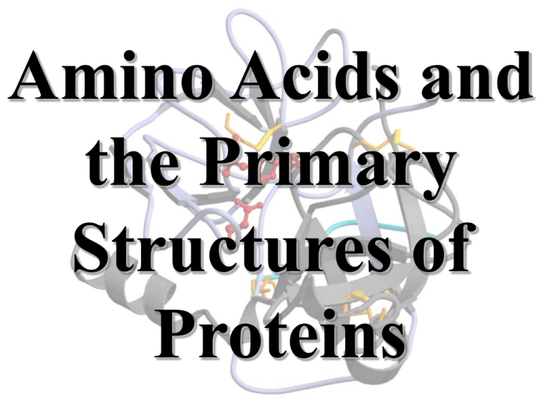 Amino Acids And The Primary Structures Of Proteins