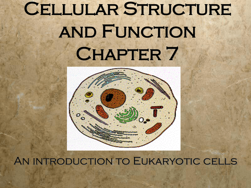 Cellular Structure And Function