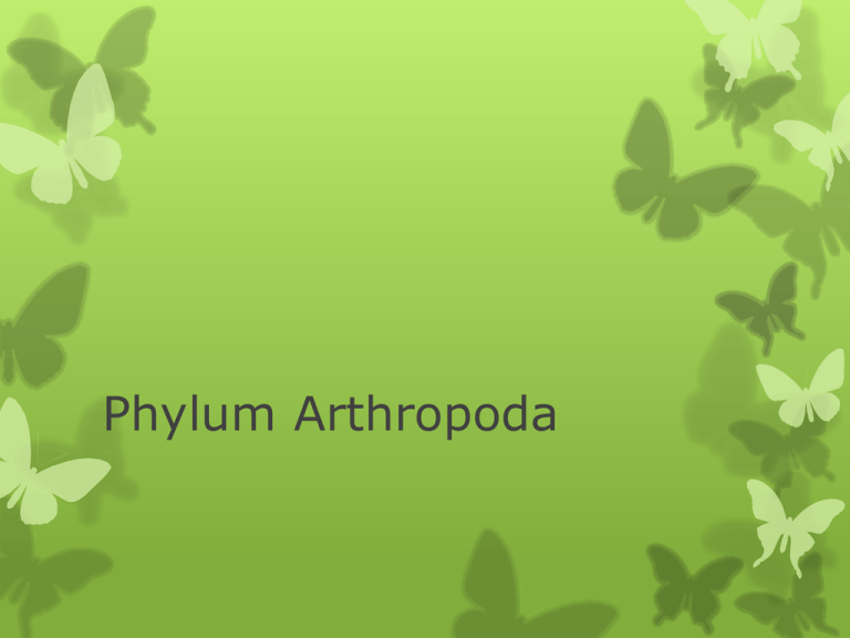 Phylum Arthropoda
