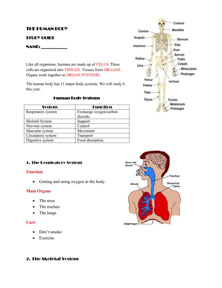 The Human Body Study Guide