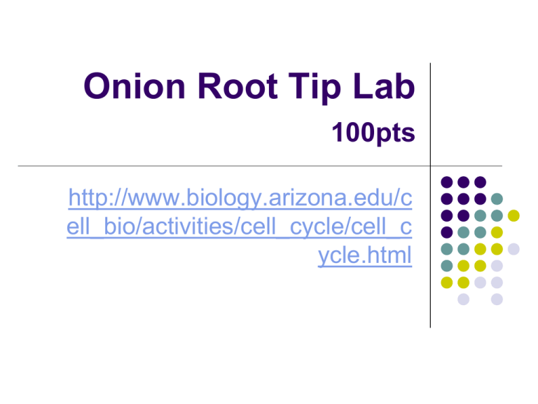Onion Root Tip Lab Onion Root Tip Lab