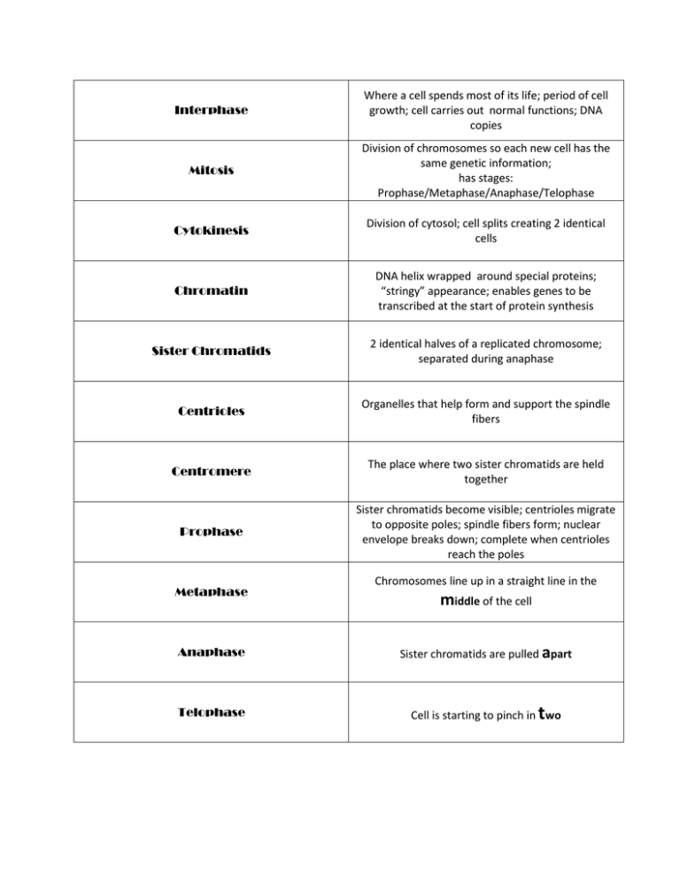 Cell Division Vocabulary