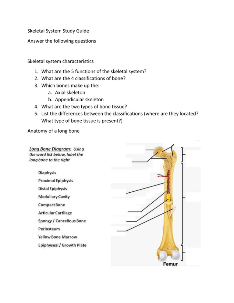 Skeletal System Study Guide Answer The Following ions
