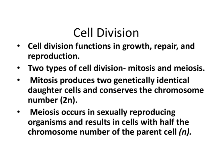 Cell Division Cell Division