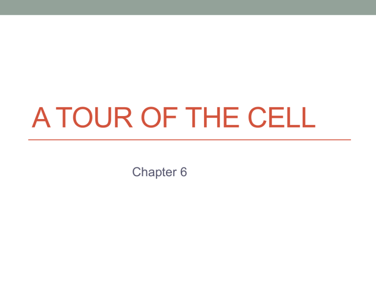 Cell Structure And Function Notes