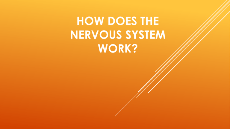 How Does The Nervous System Work 