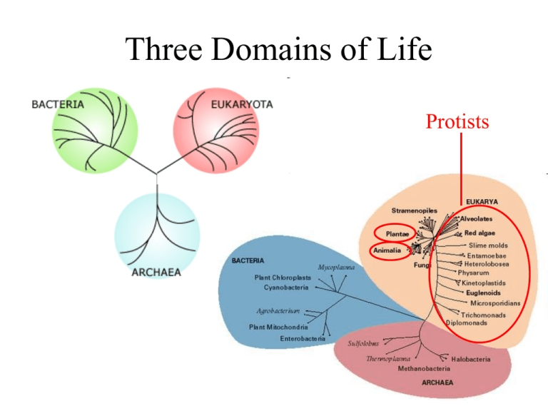Bacteria Protists Fungi Bacteria Protists Fungi