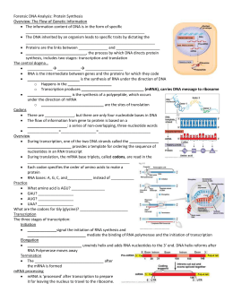 Protein synthesis
