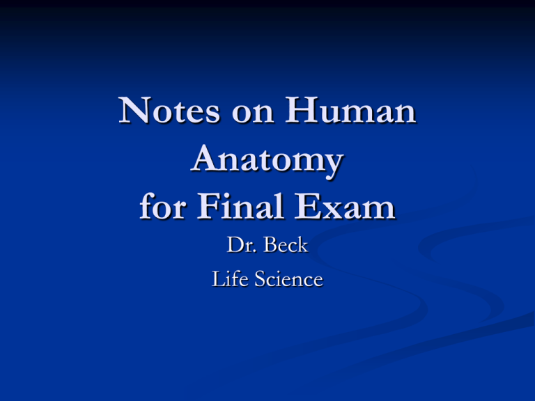 Notes On Human Anatomy For Final Exam Notes On Human Anatomy For Final Exam