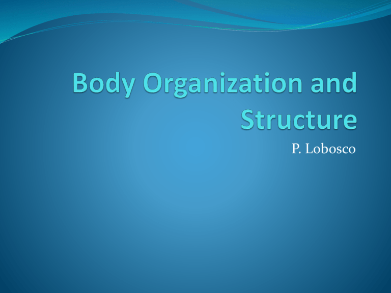 Body Organization And Structure Chapter 22 Body Organization And Structure Chapter 22