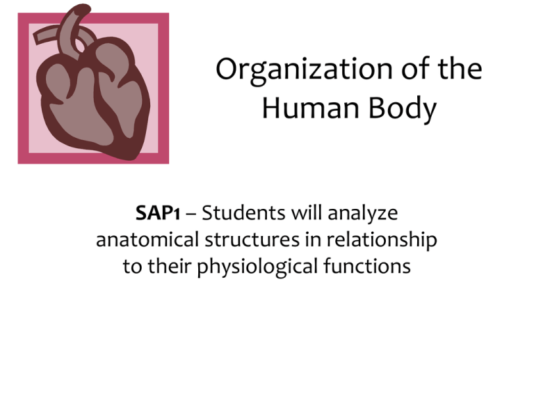The Human Body An Orientation
