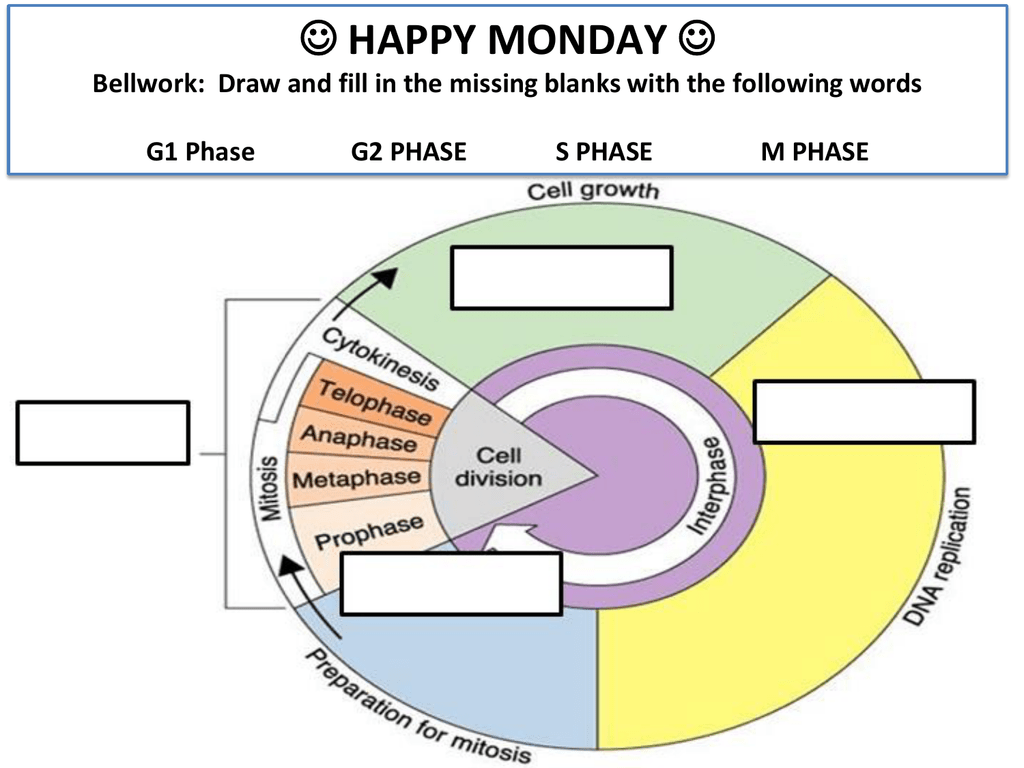 M Phase M Phase