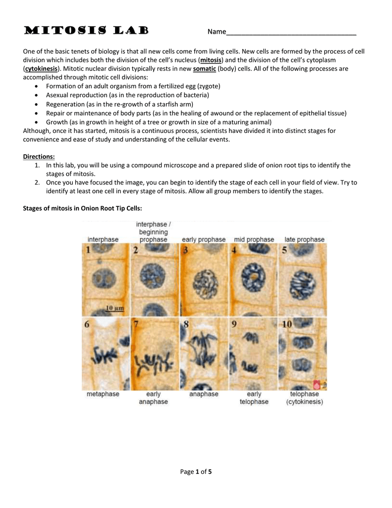 Mitosis Lab Mitosis Lab
