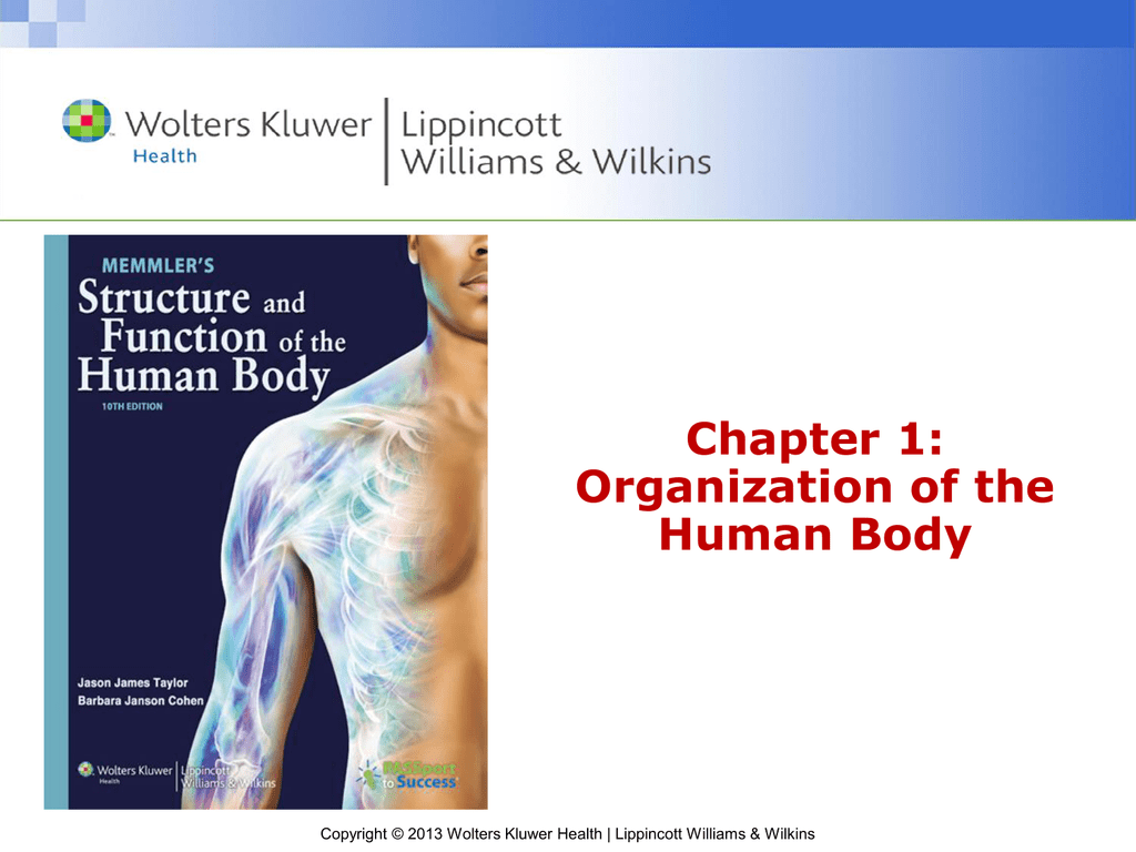 Chapter 1 Organization Of The Human Body