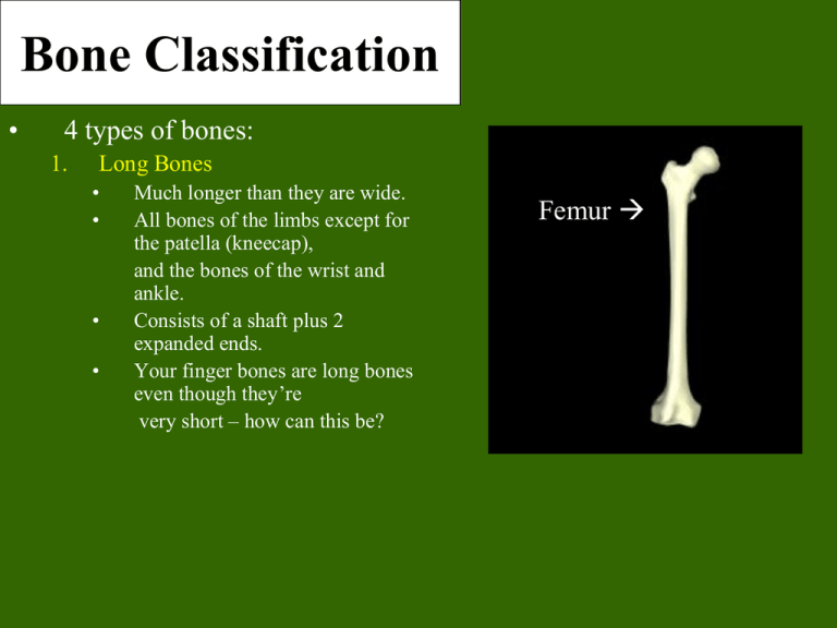 Bone Structure