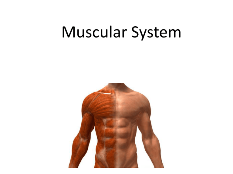 Muscular System Lesson 4 Muscular System Lesson 4