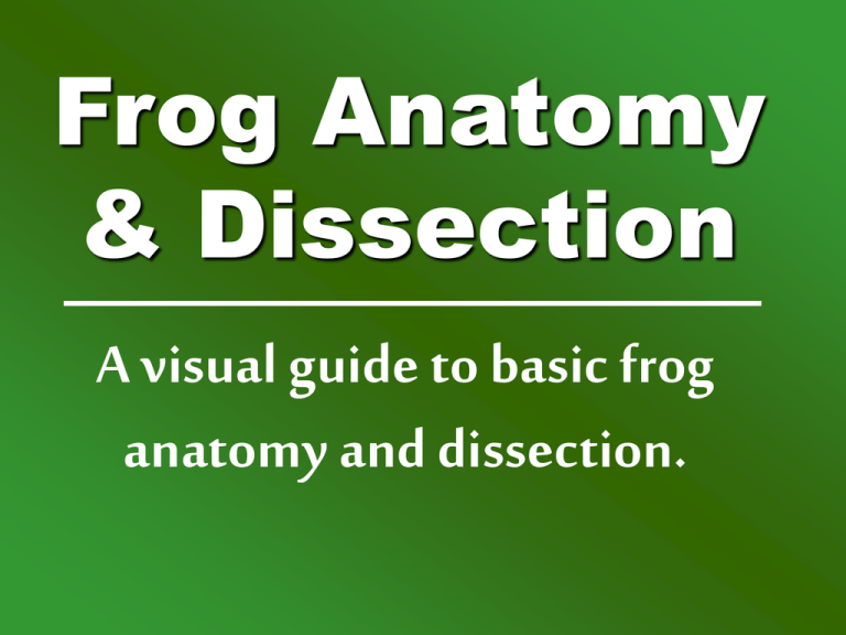 Frog Packet Help