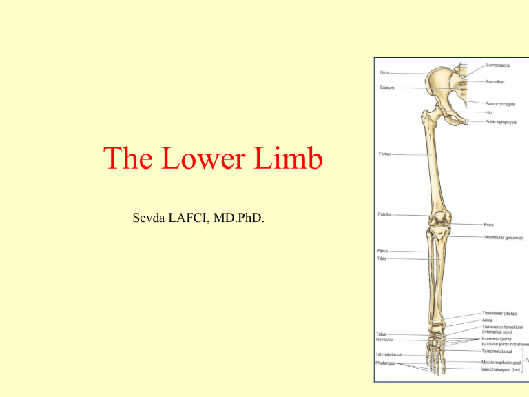 Lower Limb Bony Struct SL 5