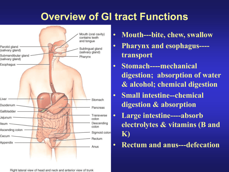 Overview Of The Organs Of The Digestive System Overview Of The Organs Of The Digestive System