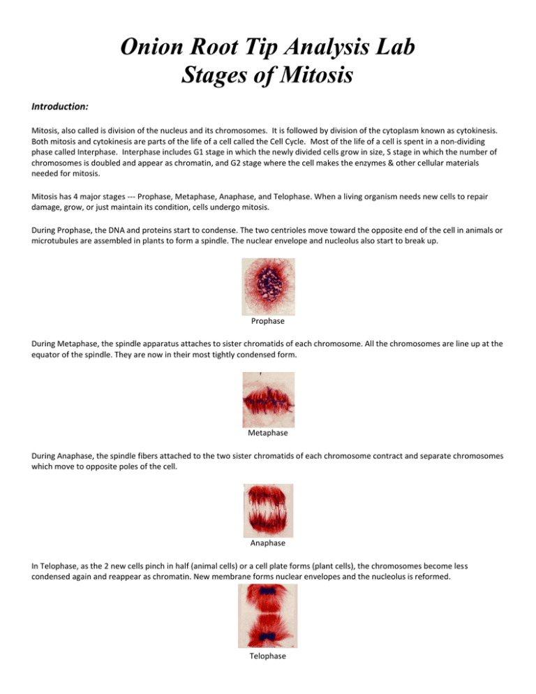 Onion Root Tip Analysis Lab Stages Of Mitosis Onion Root Tip Analysis Lab Stages Of Mitosis