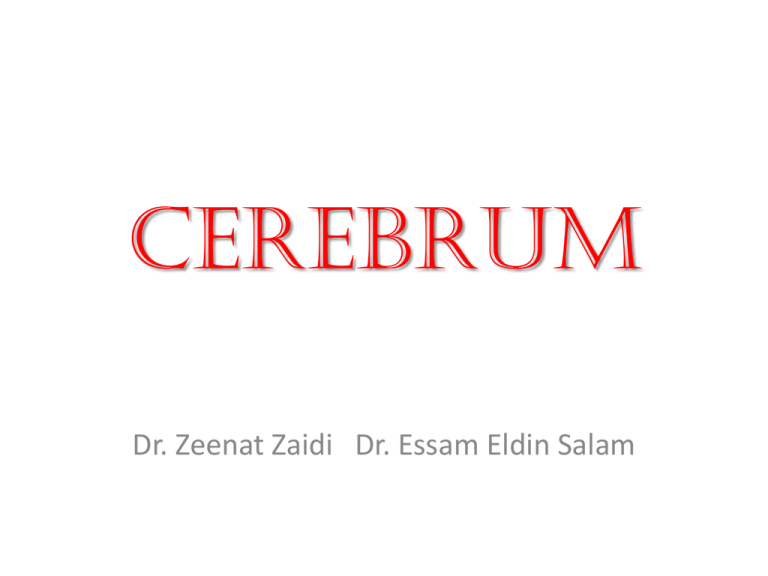 L17 cerebrum