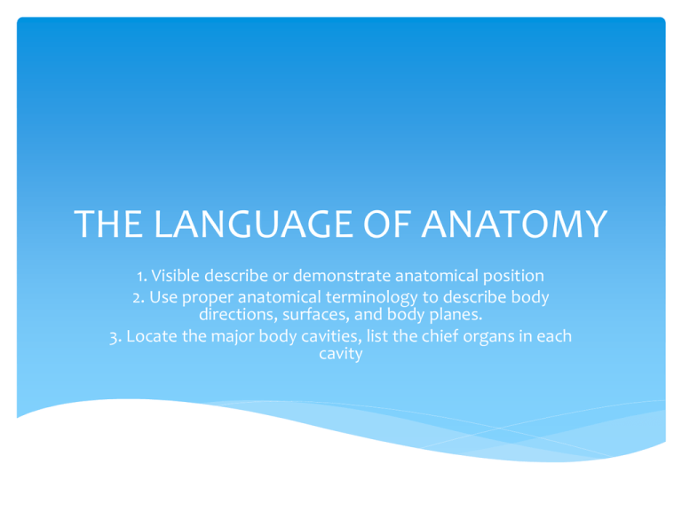 The Language Of Anatomy