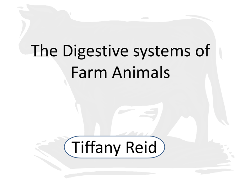 The Digestive Systems Of Farm Animals Tiffy lee