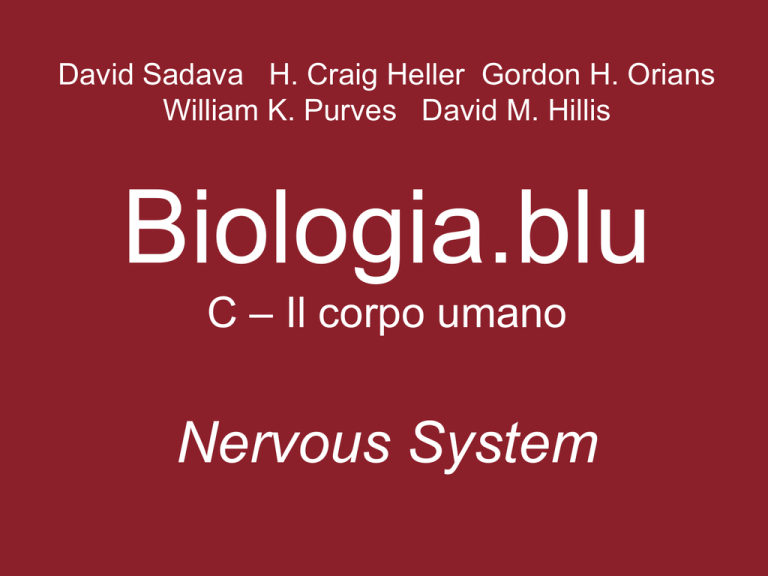 Nervous System Zanichelli Online Per La Scuola Nervous System Zanichelli Online Per La Scuola